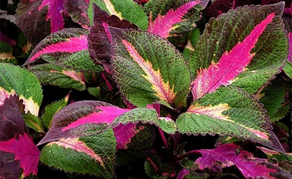 Top 5 Health Benefits of Perilla! | Keep Fit Kingdom