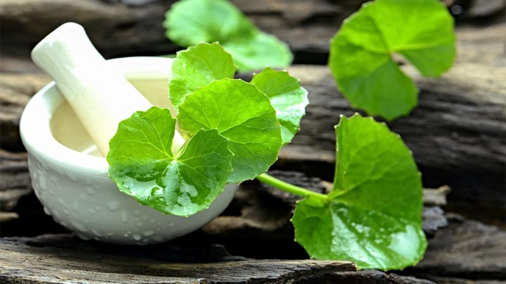 Top 5 Health Benefits of Brahmi | Keep Fit Kingdom