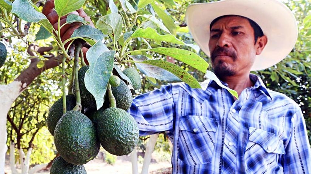 Avocado War: Demand Causes Chaos & Costs Lives in Mexico