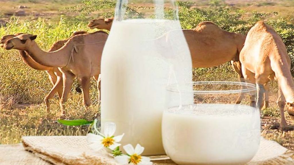 Camel Milk: 4 Reasons to Give it a Try! | Keep Fit Kingdom